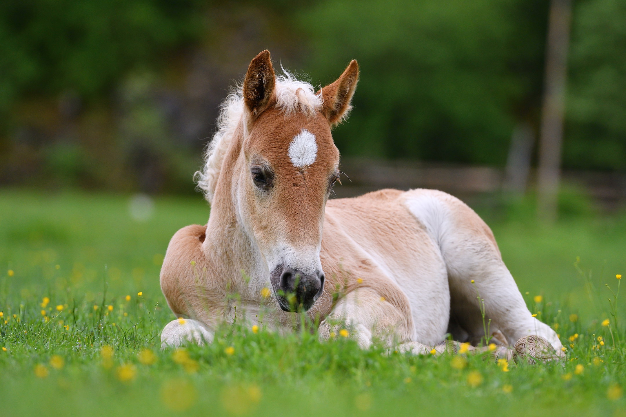 Cute Pony HD Wallpaper New Tab Theme