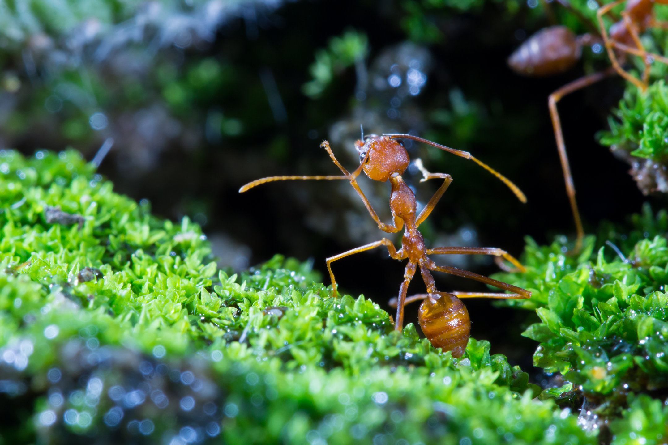 Ants HD Wallpapers New Tab Theme