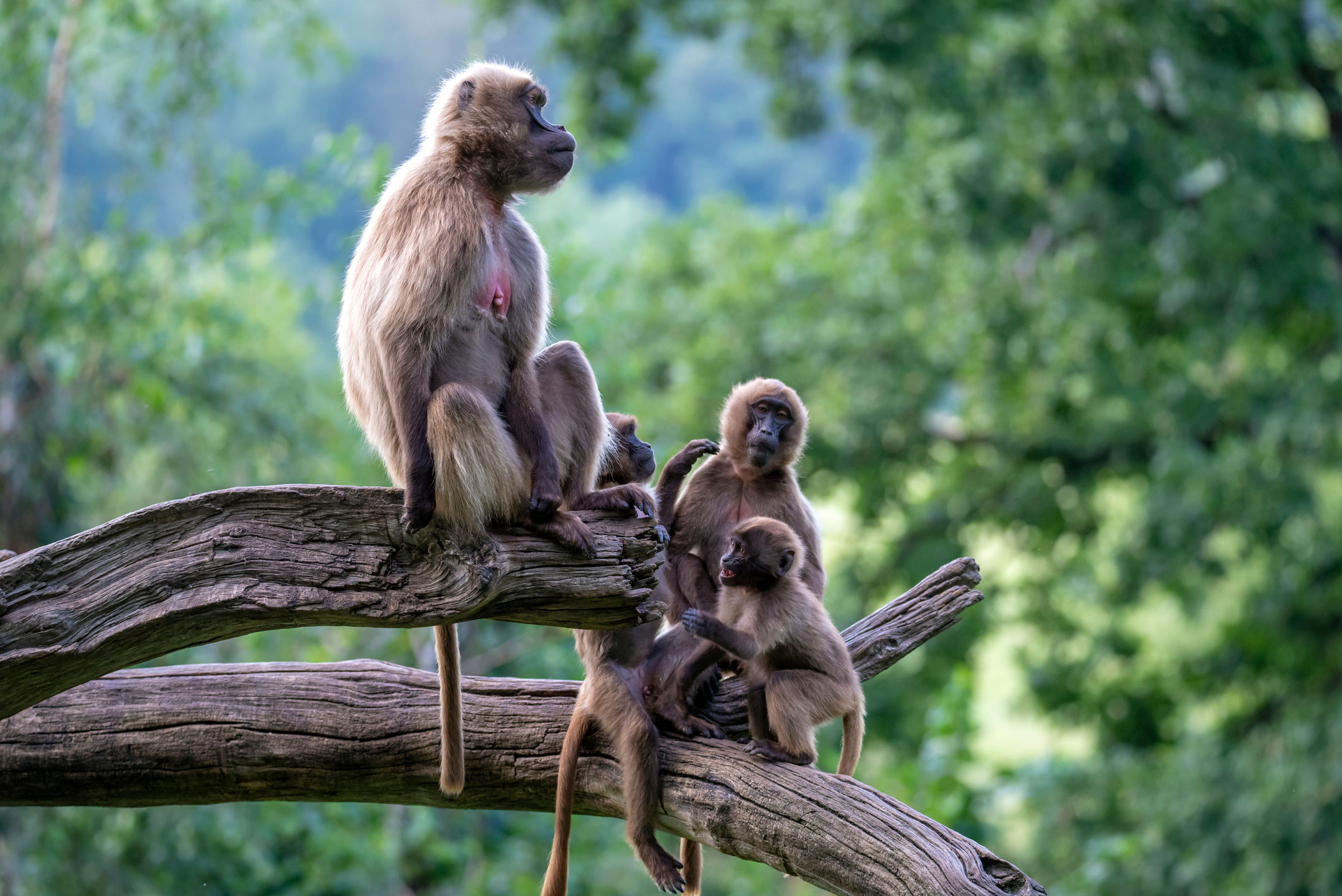 Baboons - Wild Baboon HD Wallpapers New Tab