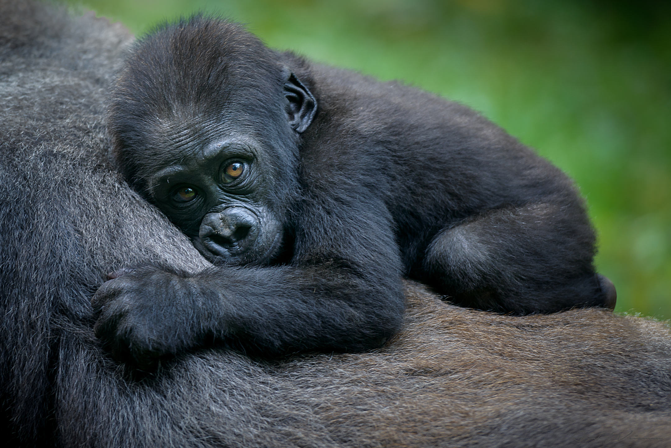 Gorilla HD Wallpaper New Tab Theme