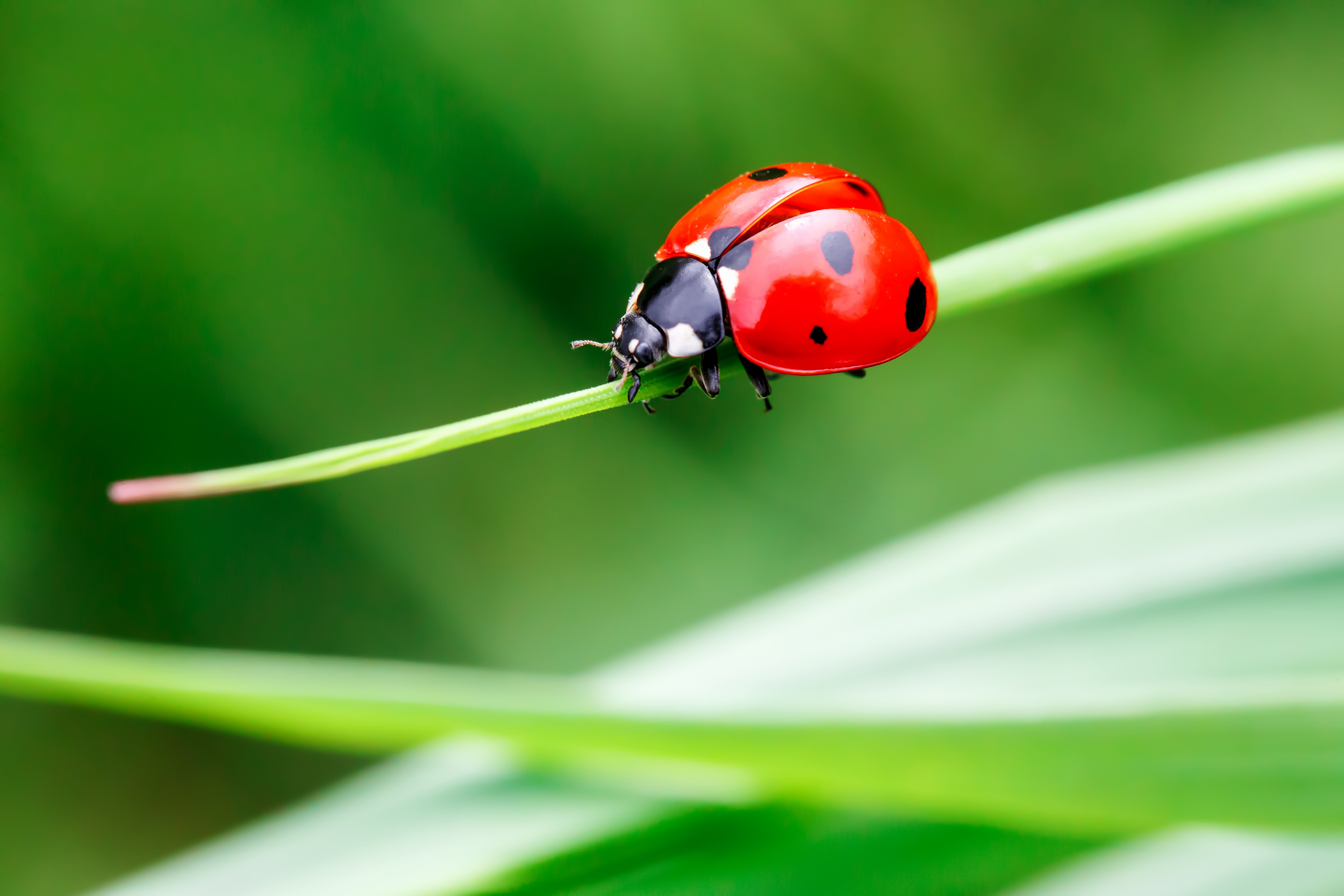 Ladybug HD Wallpapers New Tab Theme