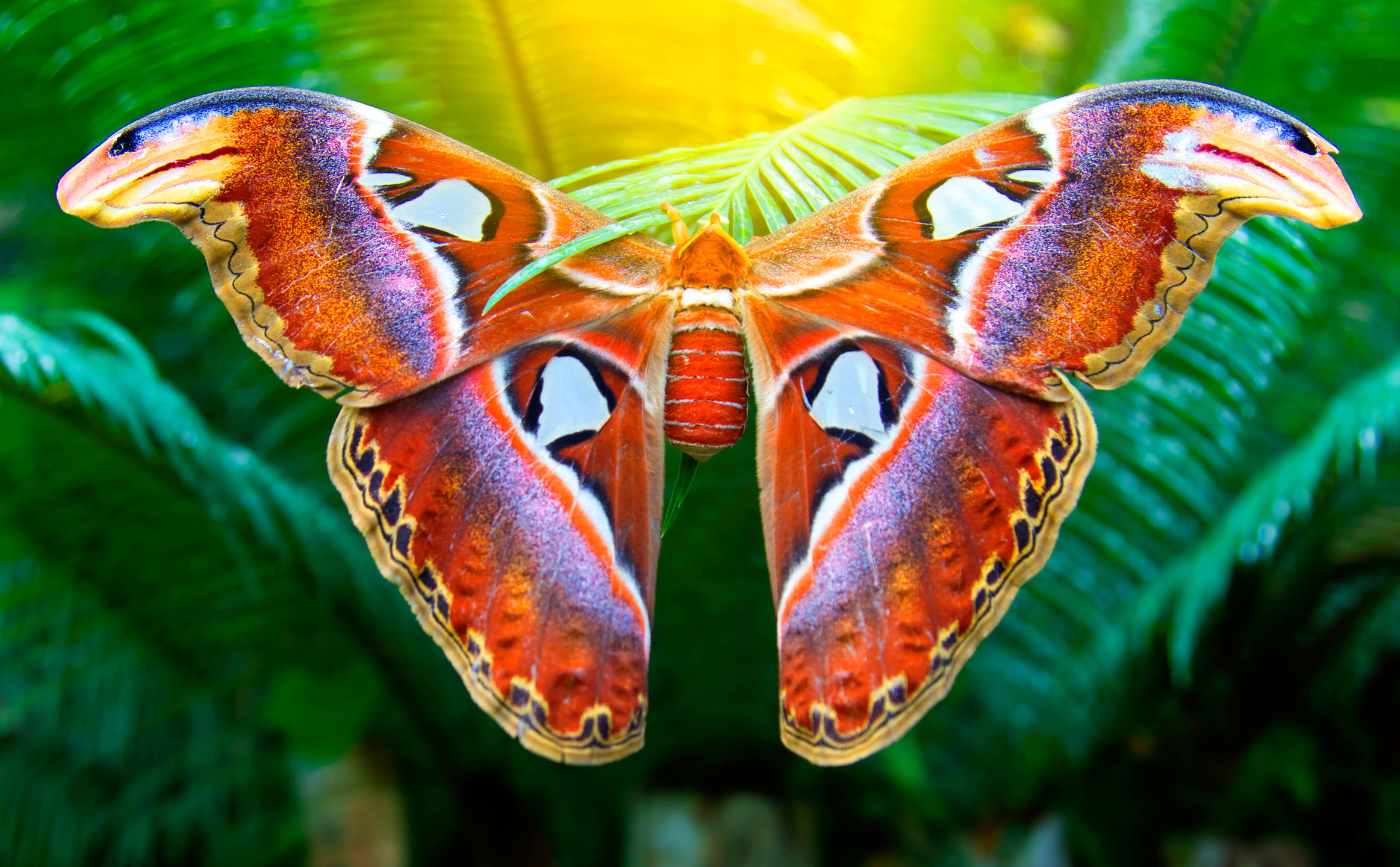 Moths HD Wallpapers New Tab Theme