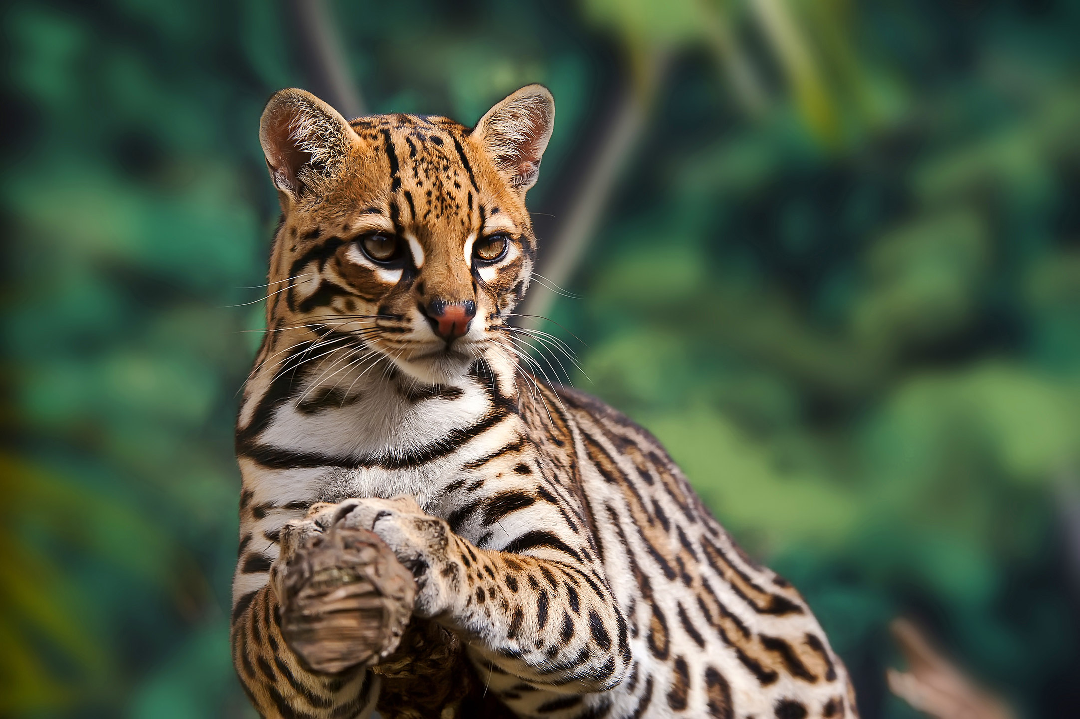 Ocelot HD Wallpapers New Tab
