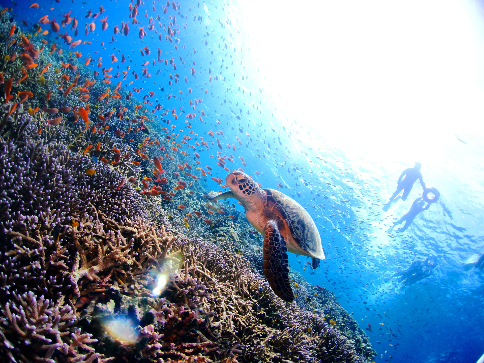 Sea Turtle - Marine Tortoise HD Wallpapers