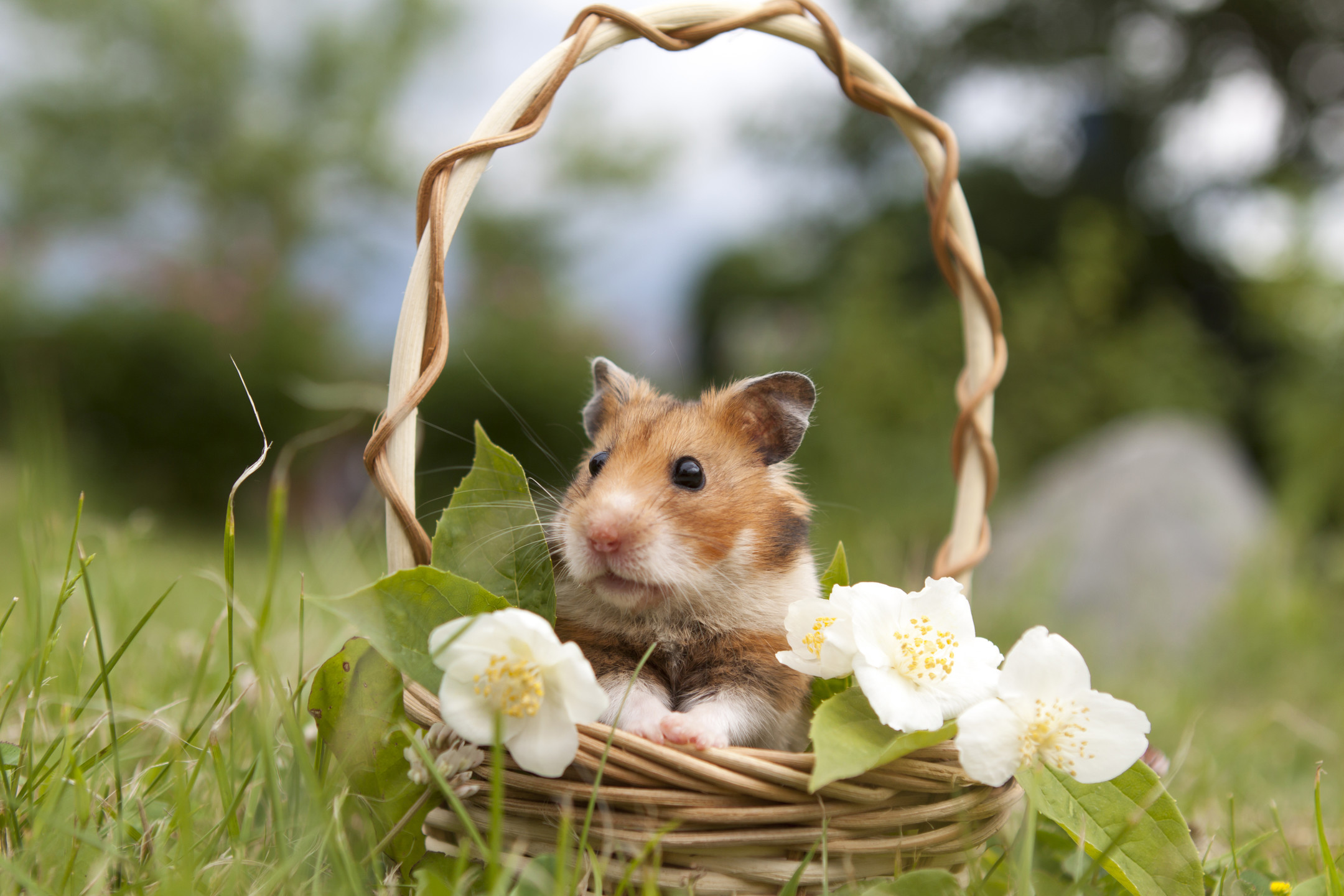 My Hamster HD Wallpapers New Tab Theme