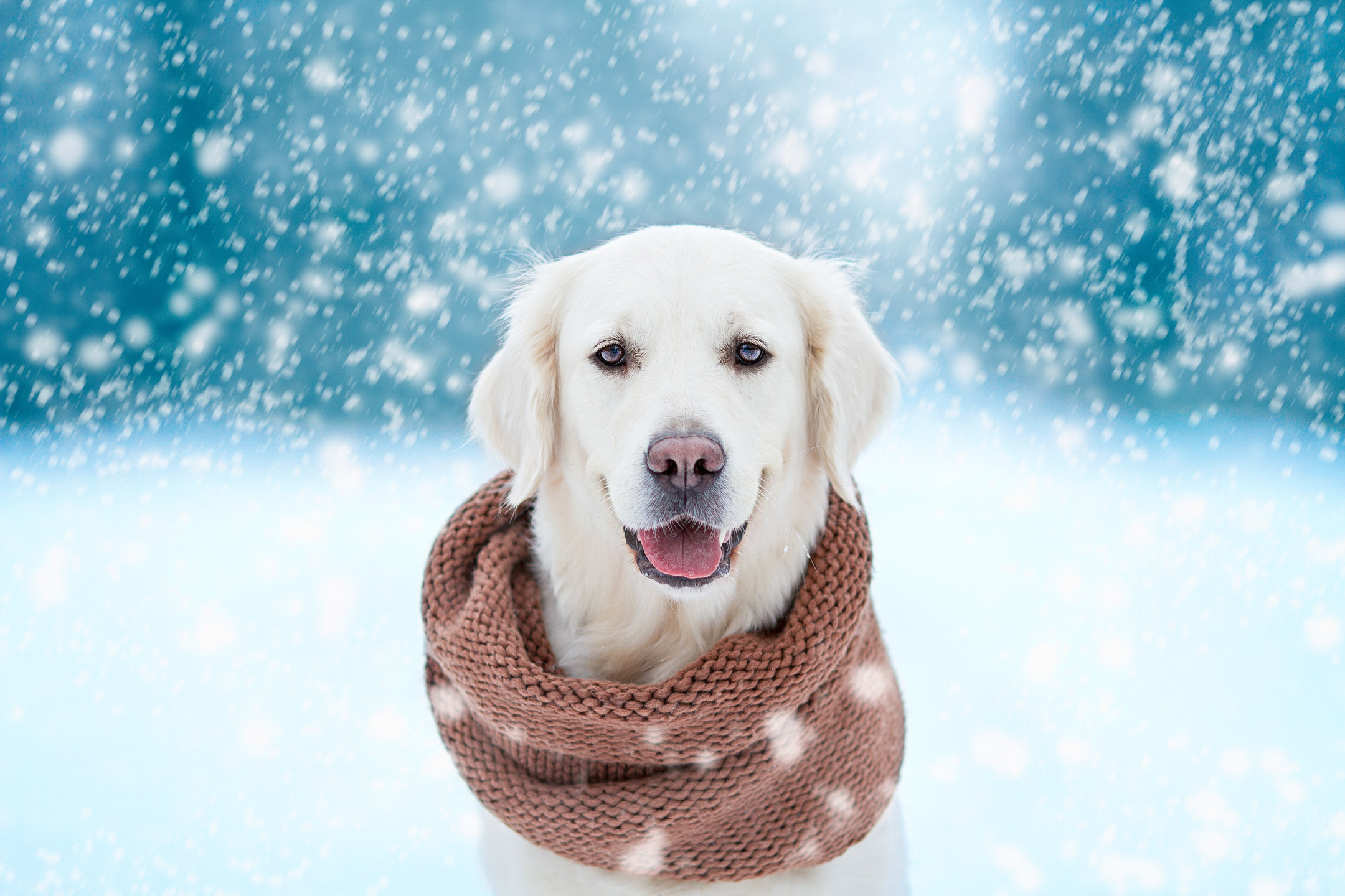 My Winter Dog & Puppy HD Wallpapers