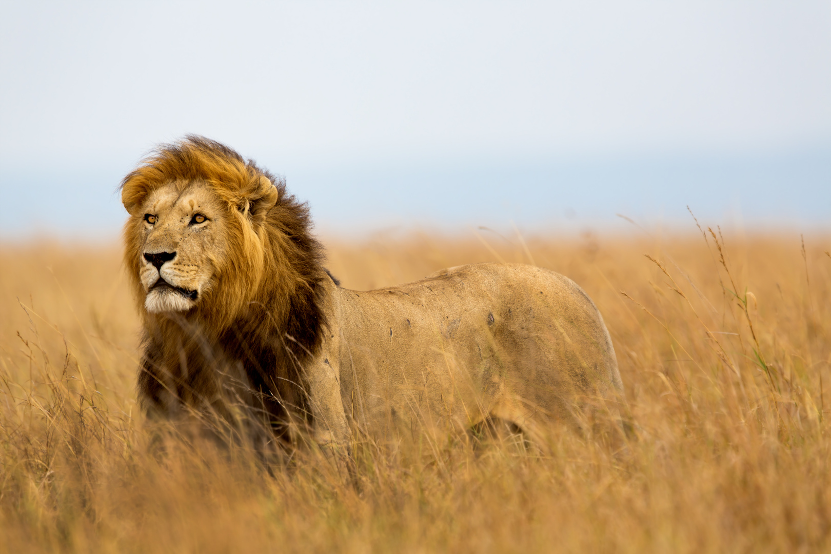 African Wildlife HD Wallpaper Theme