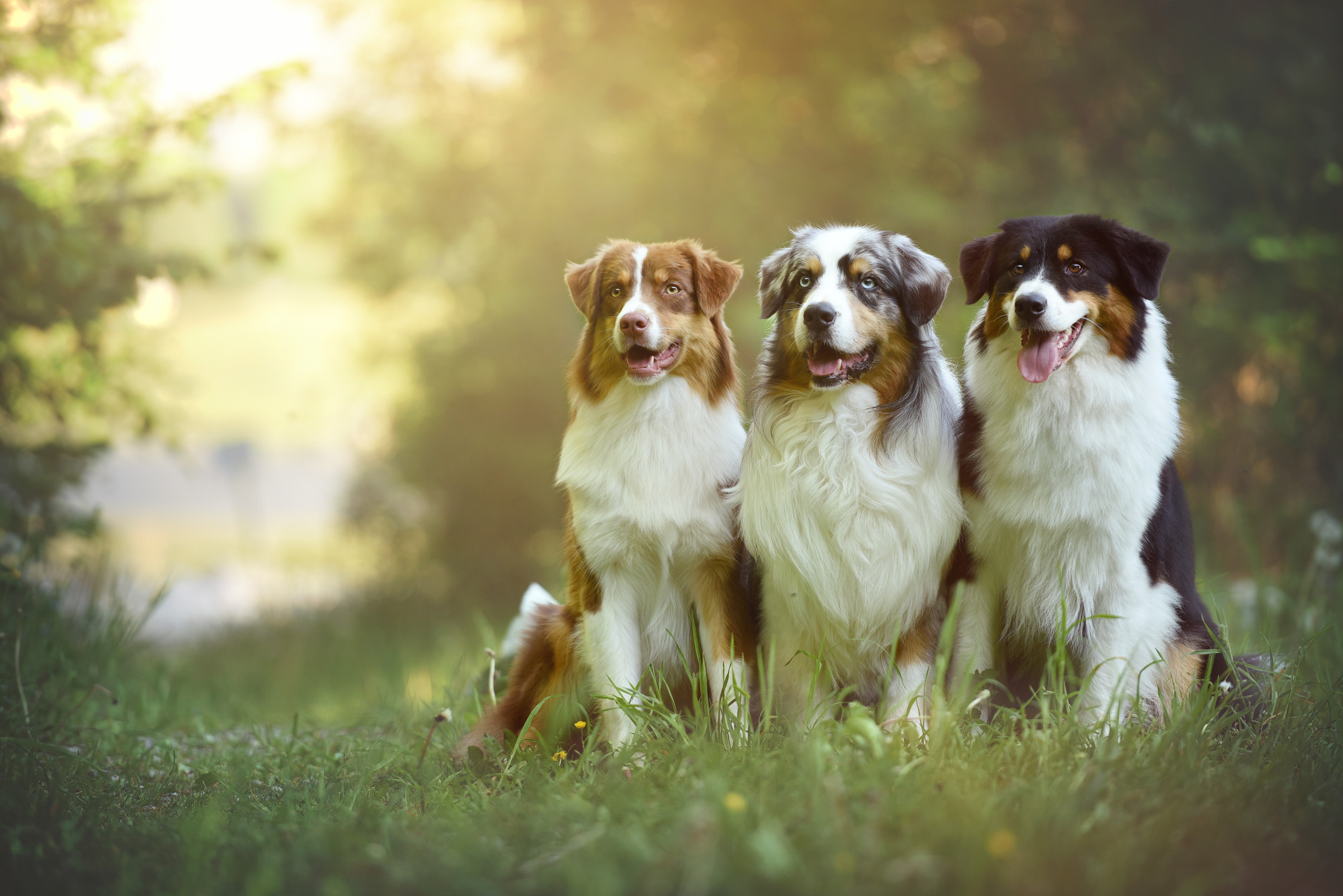 My Australian Shepherd Dog & Puppy Wallpapers