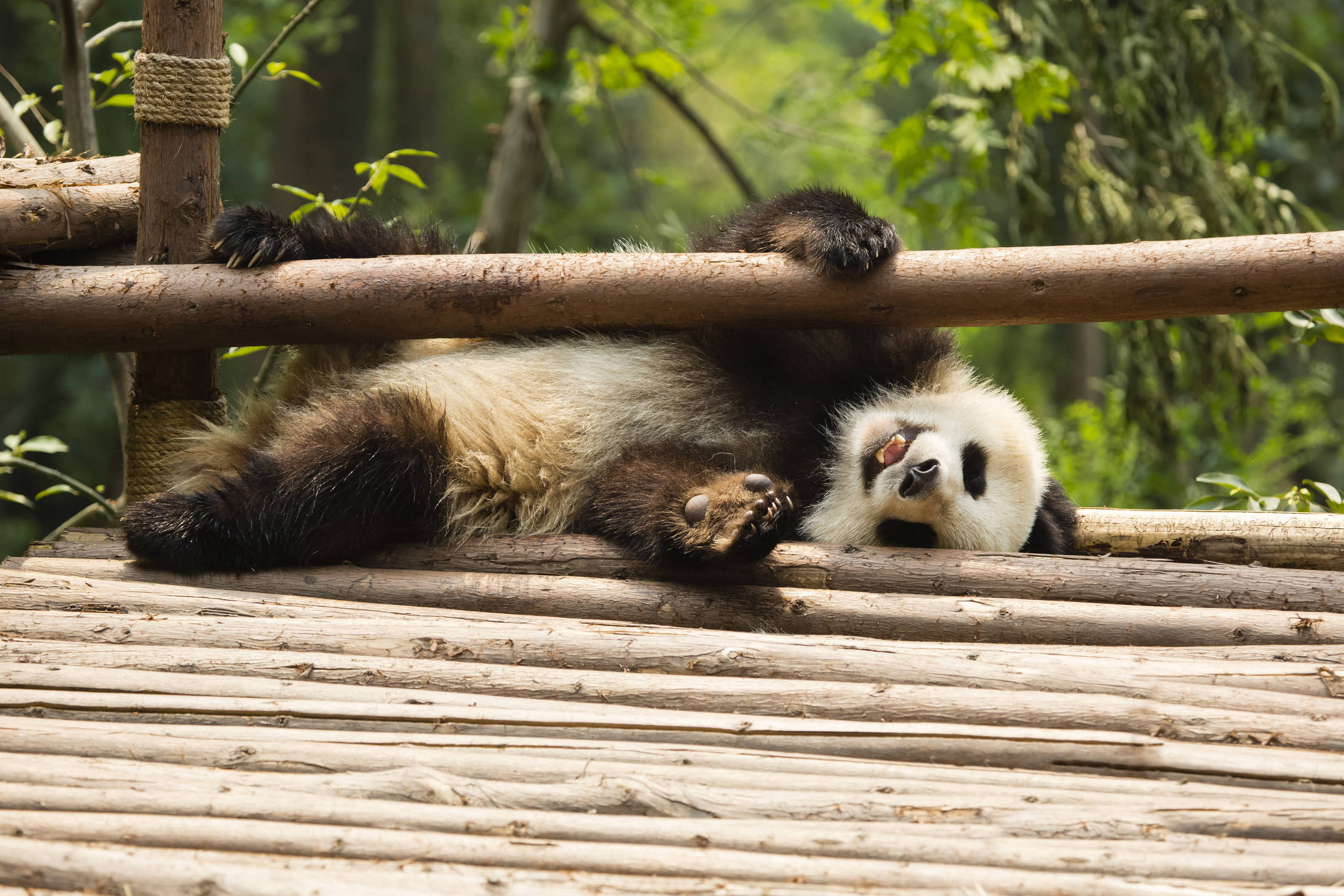 My Baby Cubs - Cute Wild Cub HD Wallpapers