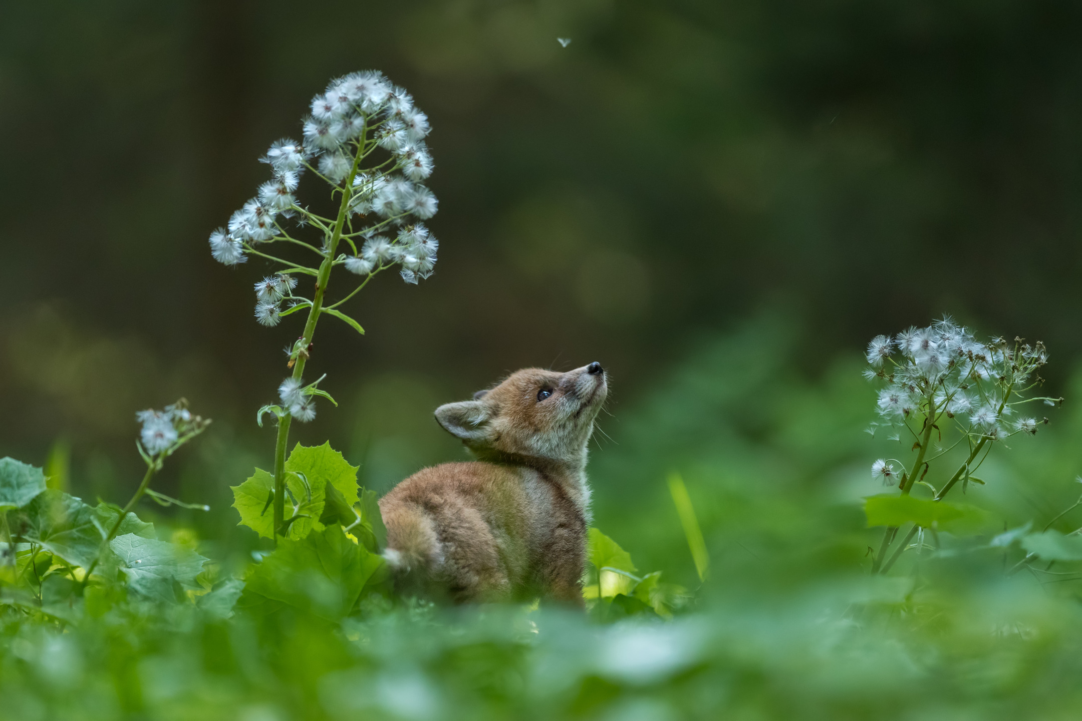 My Baby Fox HD Wallpapers New Tab
