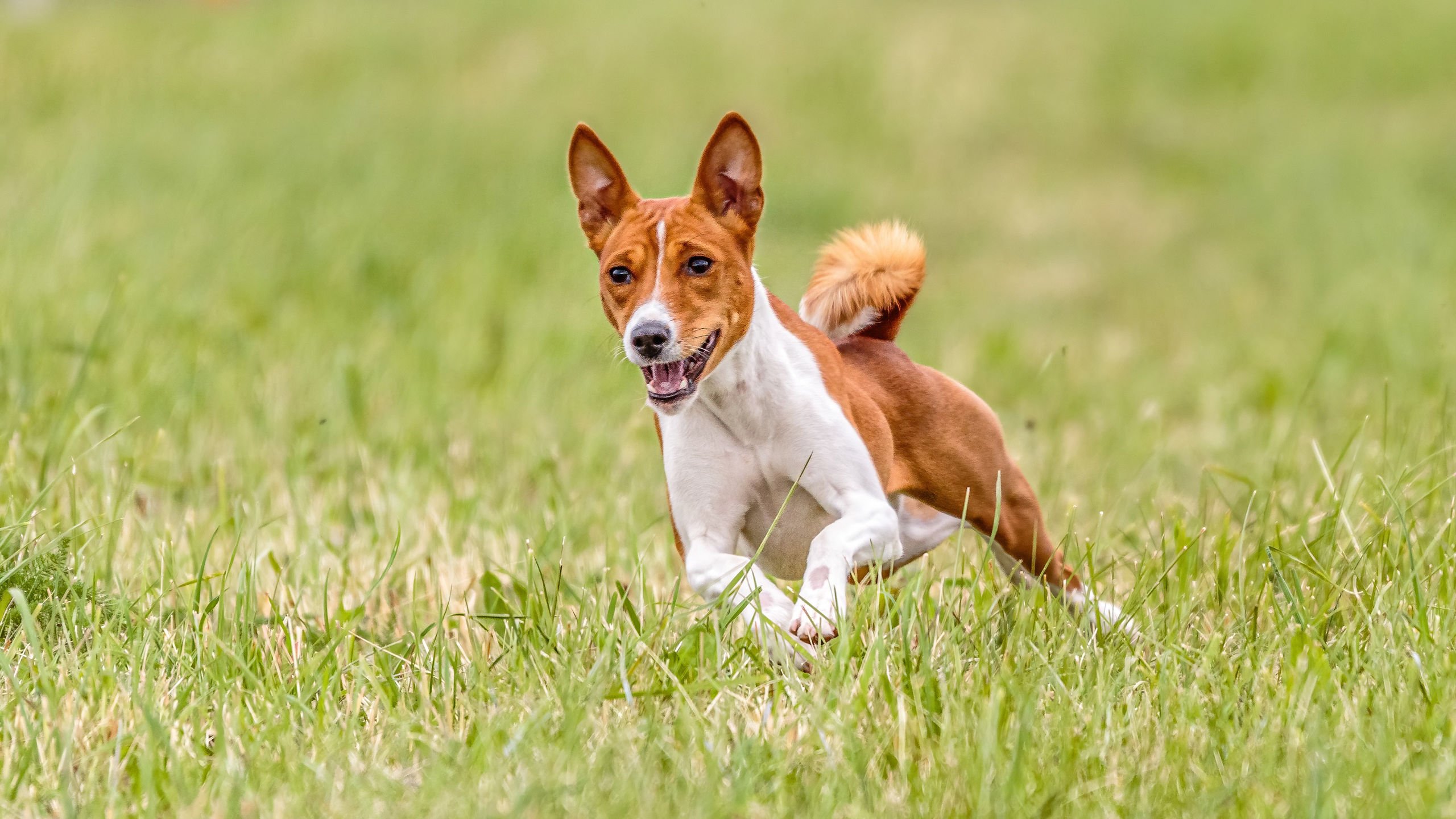 My Basenji Dog & Puppy HD Wallpapers New Tab
