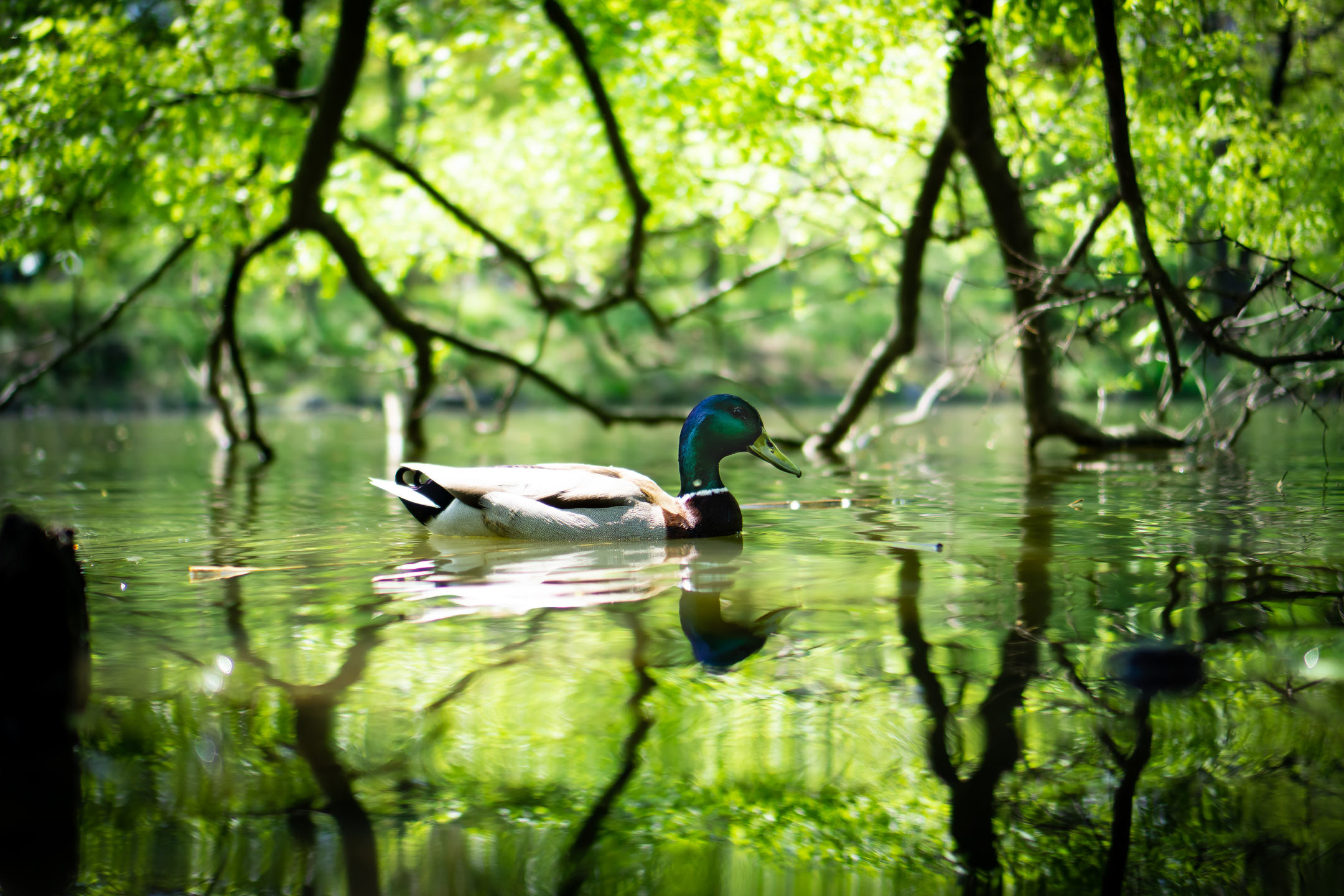 My Duck HD Wallpapers New Tab Theme