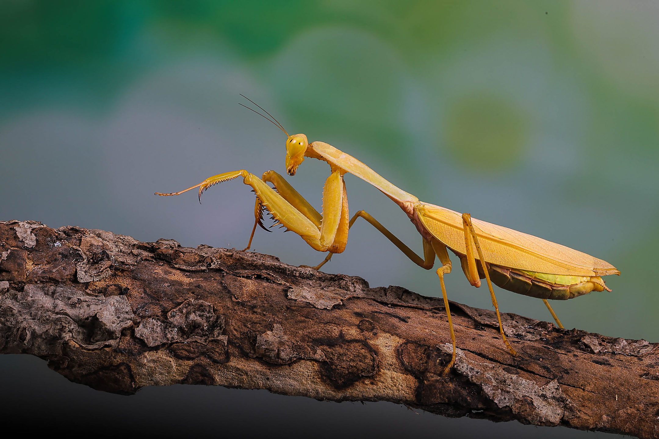 My Praying Mantis HD Wallpapers New Tab