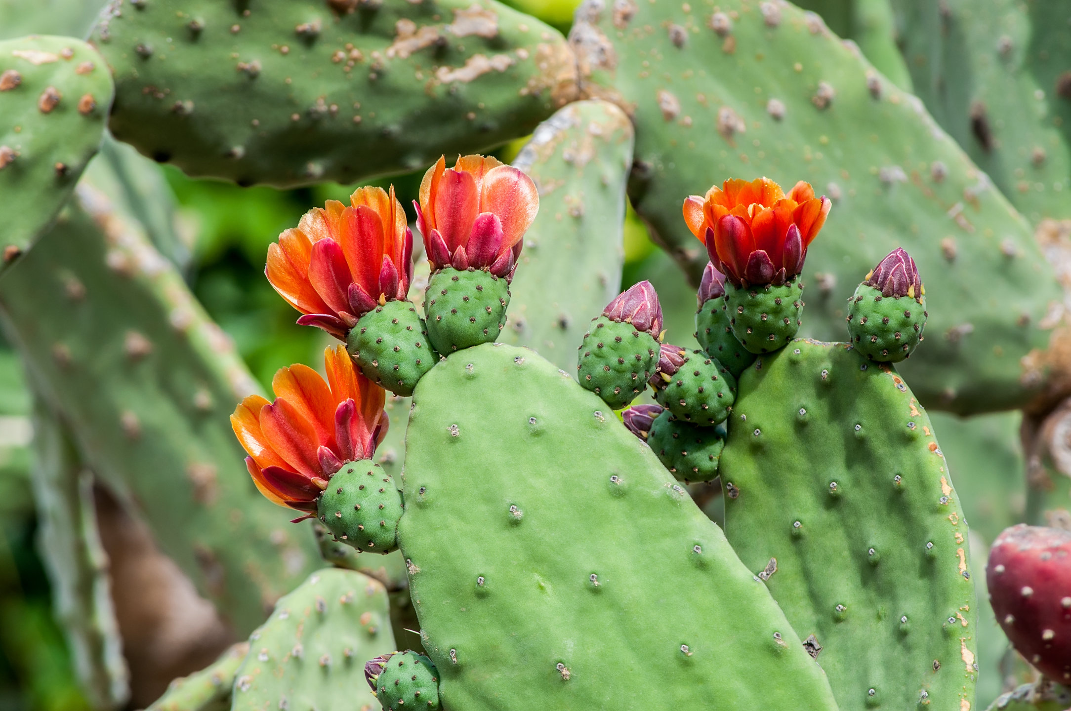 Cactus HD Wallpapers New Tab Theme